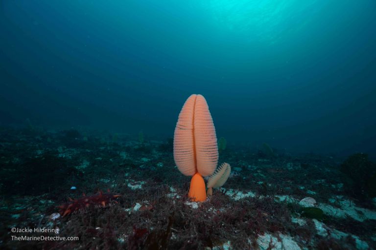 The Marine Detective