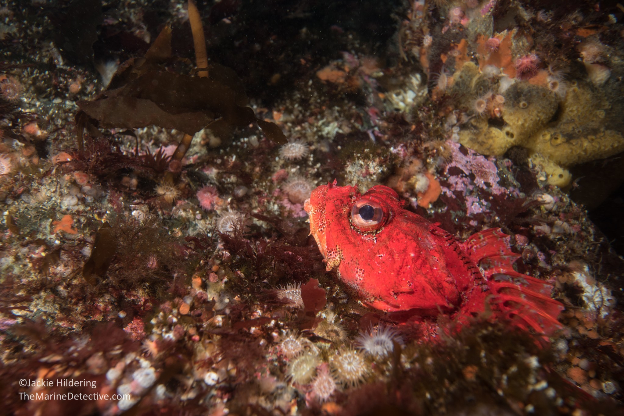 In the Eye of the Lord (the Red Irish Lord that is!) | The Marine Detective