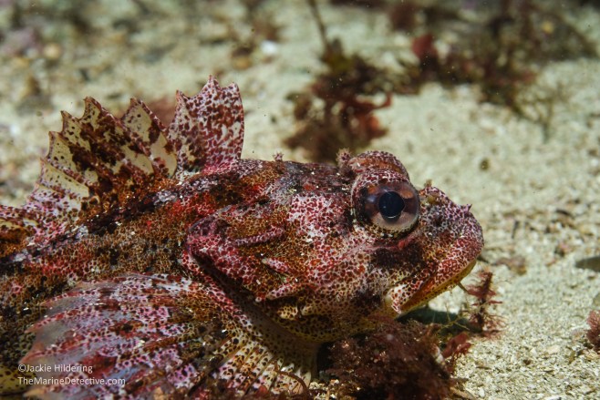 In the Eye of the Lord (the Red Irish Lord that is!) | The Marine Detective