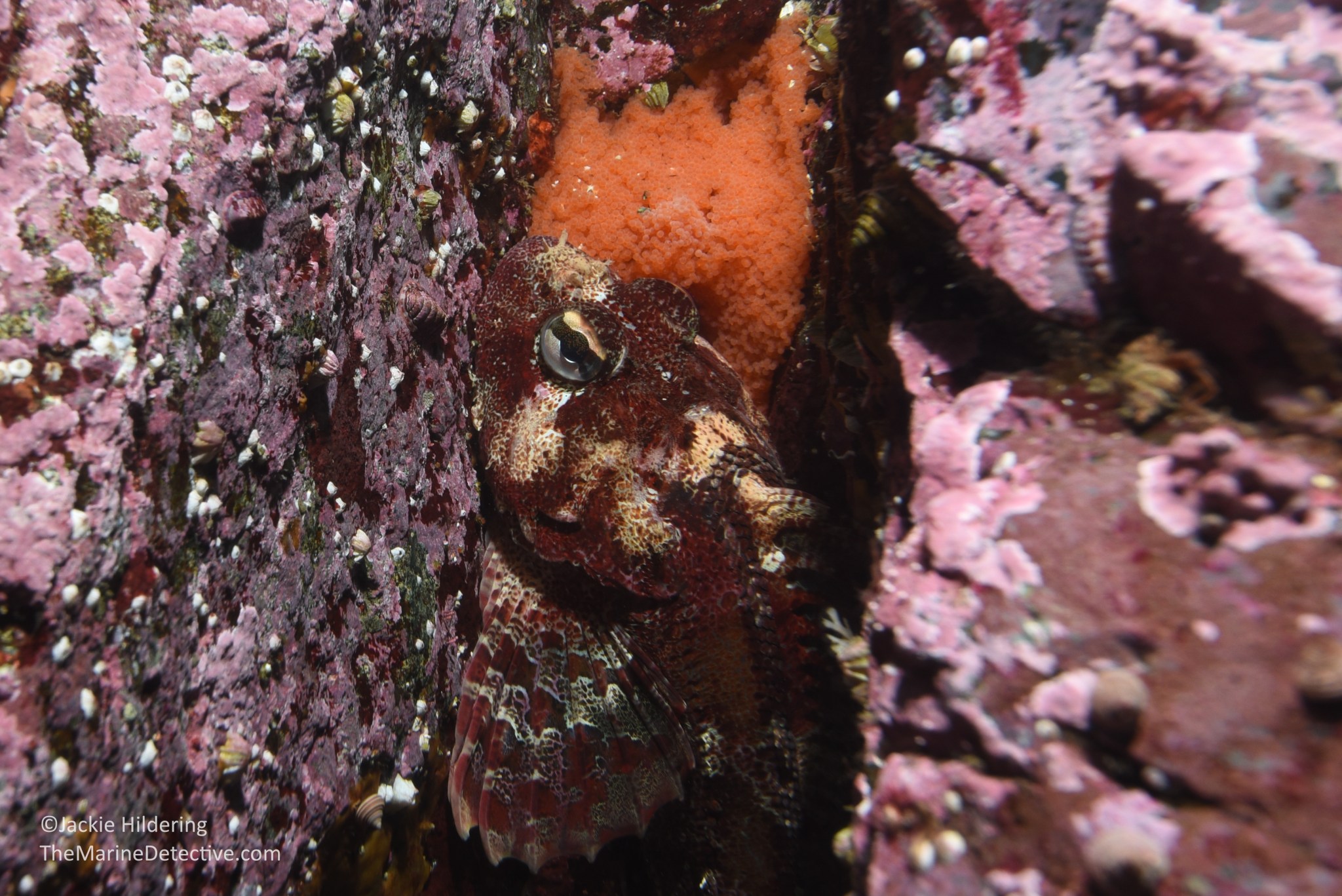 In the Eye of the Lord (the Red Irish Lord that is!) | The Marine Detective