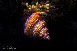 The Marine Detective