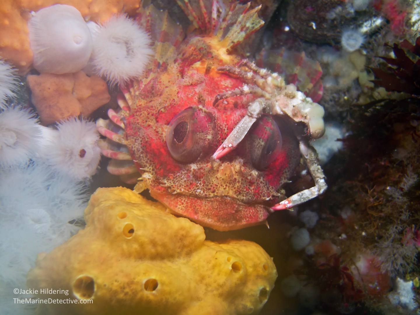 In the Eye of the Lord (the Red Irish Lord that is!) | The Marine Detective