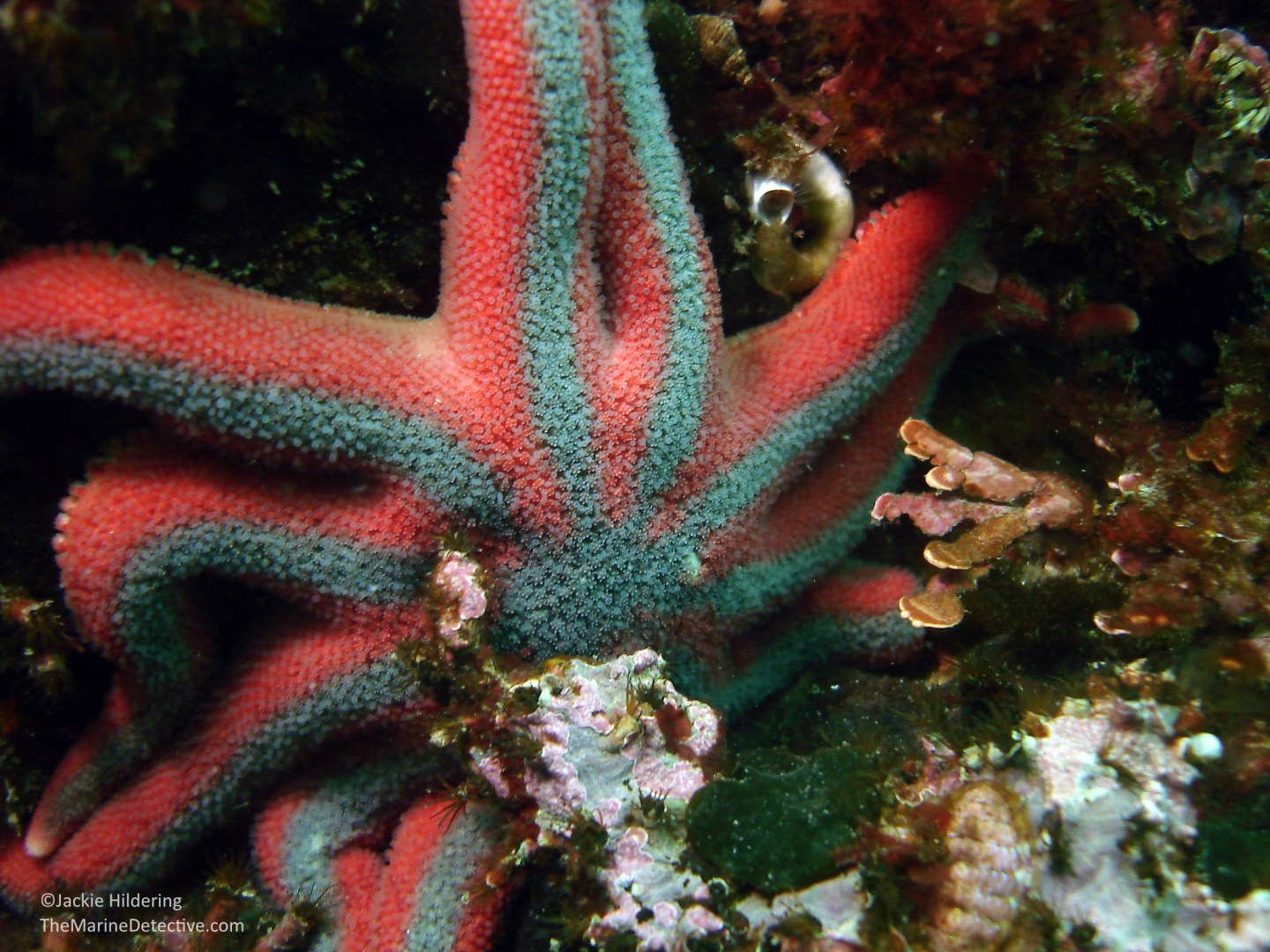 Striped Sea Star | The Marine Detective