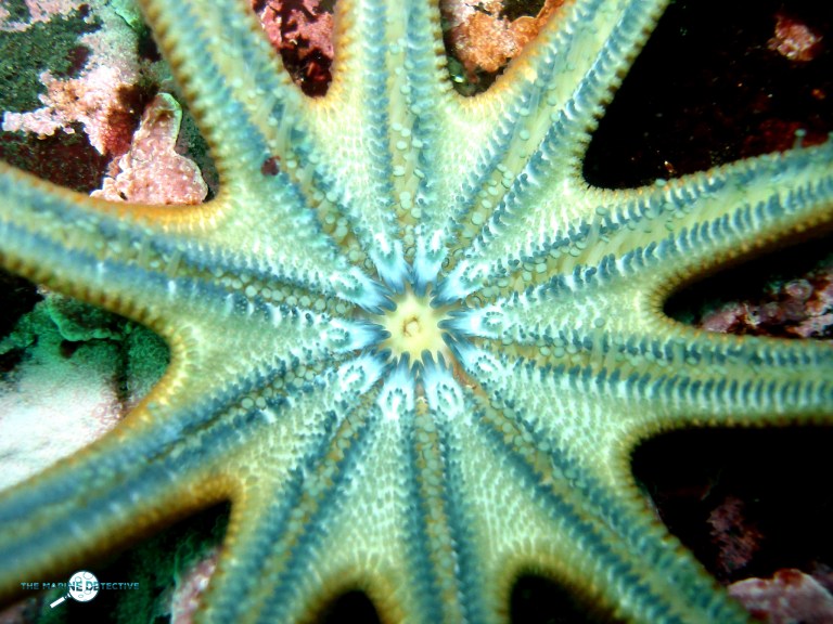 Striped Sea Star | The Marine Detective