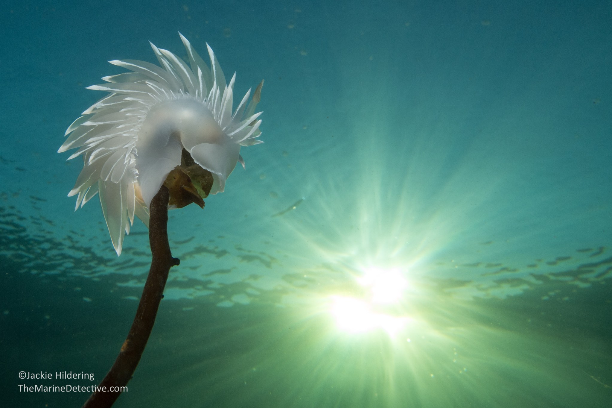 The Marine Detective