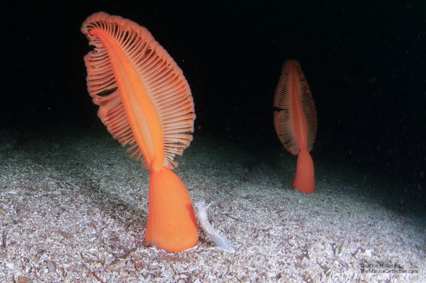 Of Sea Whips and Sea Pens | The Marine Detective