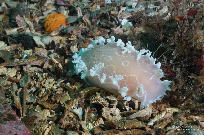 Of Sea Whips and Sea Pens | The Marine Detective