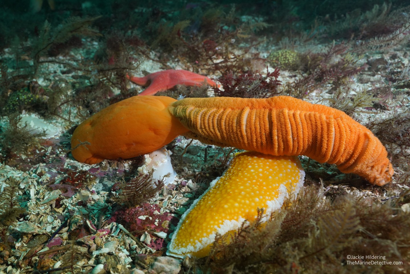 Of Sea Whips and Sea Pens | The Marine Detective