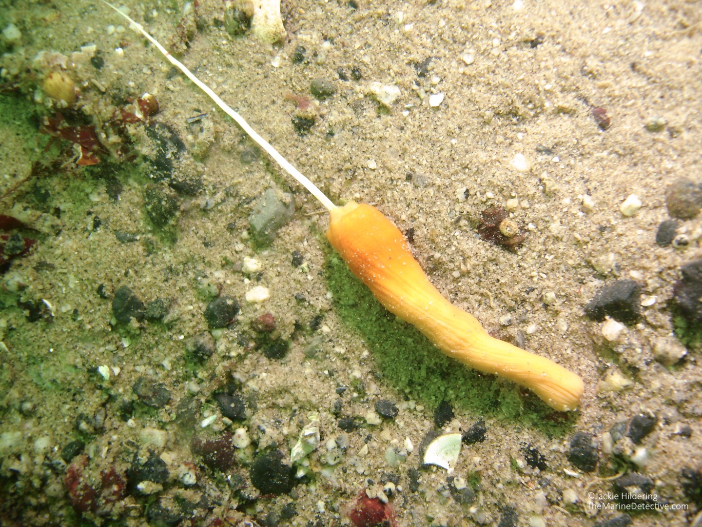 Of Sea Whips and Sea Pens | The Marine Detective