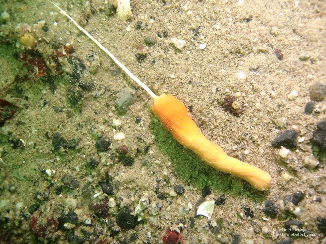 Of Sea Whips and Sea Pens | The Marine Detective