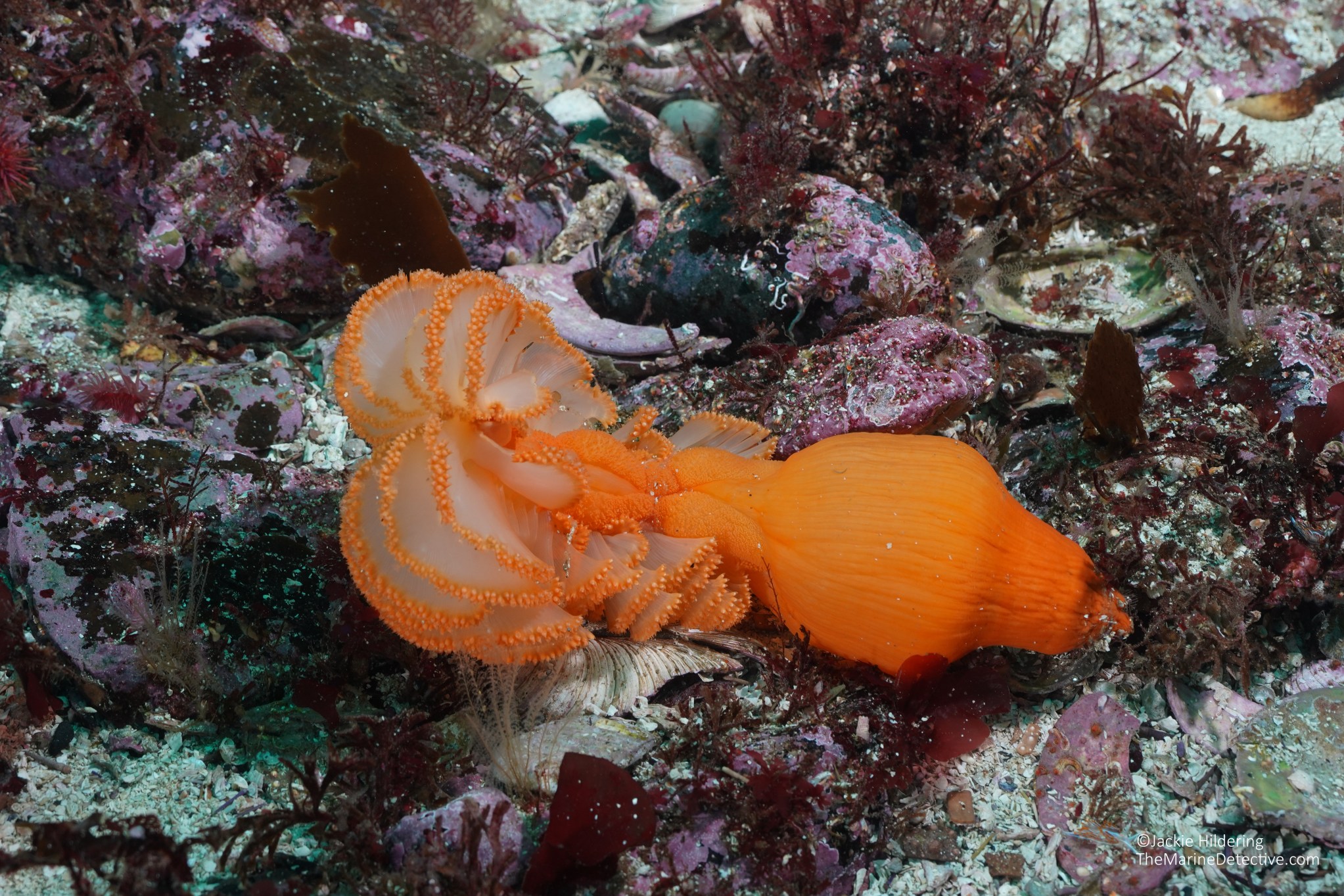 Of Sea Whips and Sea Pens | The Marine Detective
