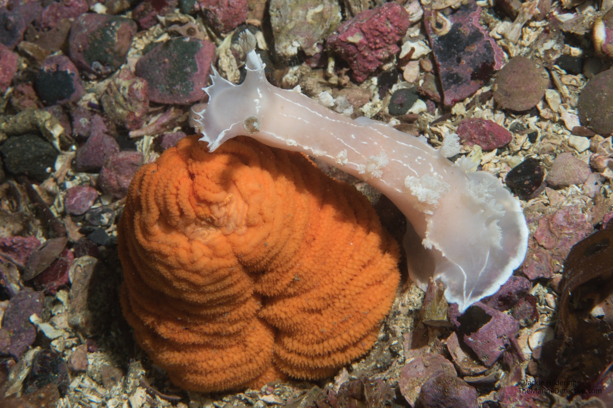 Of Sea Whips and Sea Pens | The Marine Detective