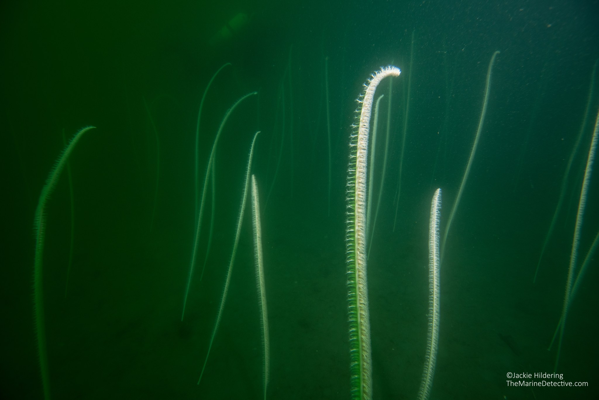 Of Sea Whips and Sea Pens | The Marine Detective