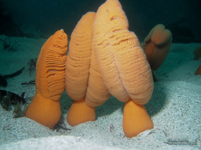 Of Sea Whips and Sea Pens | The Marine Detective