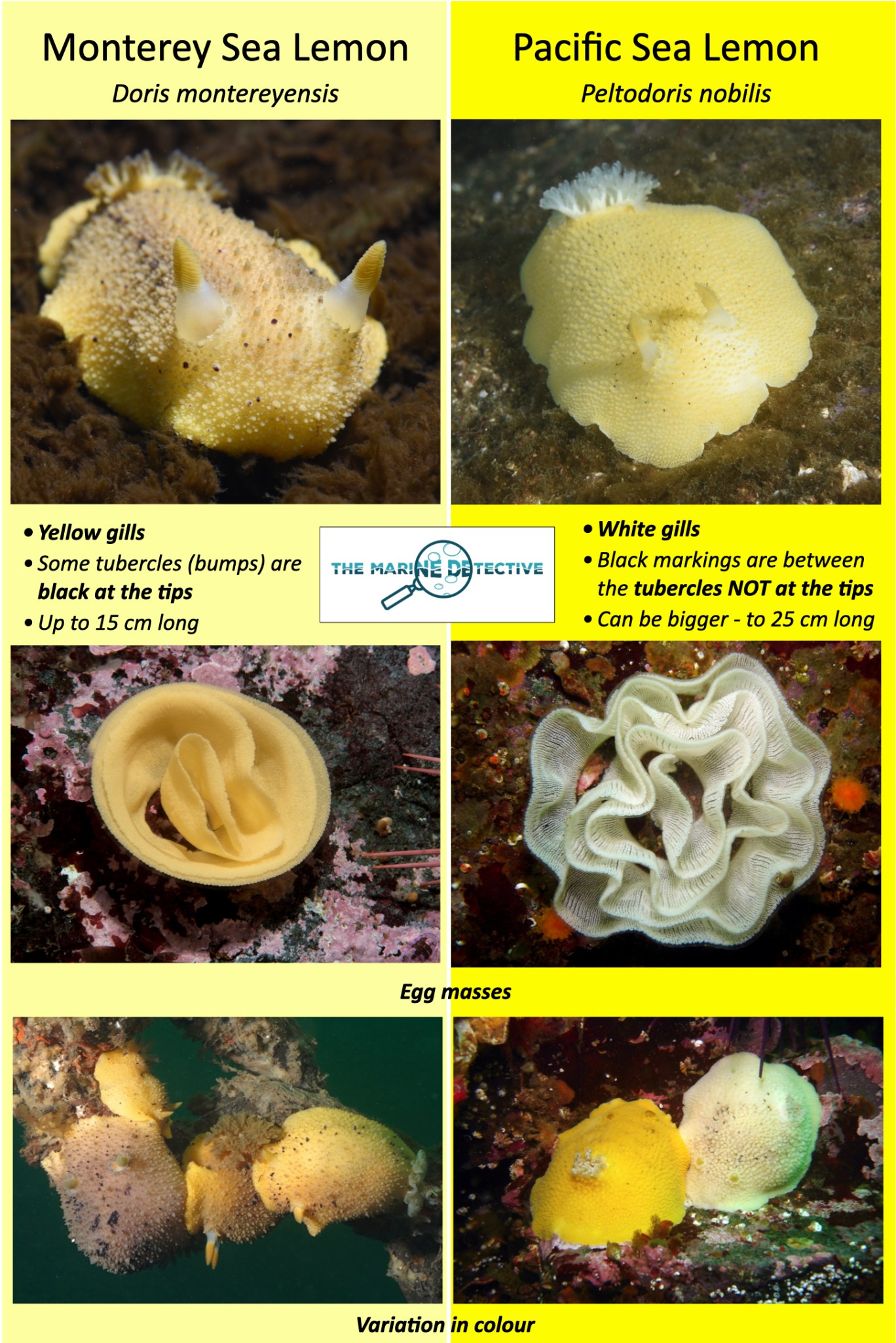 Sea Slugs / Nudibranchs | The Marine Detective
