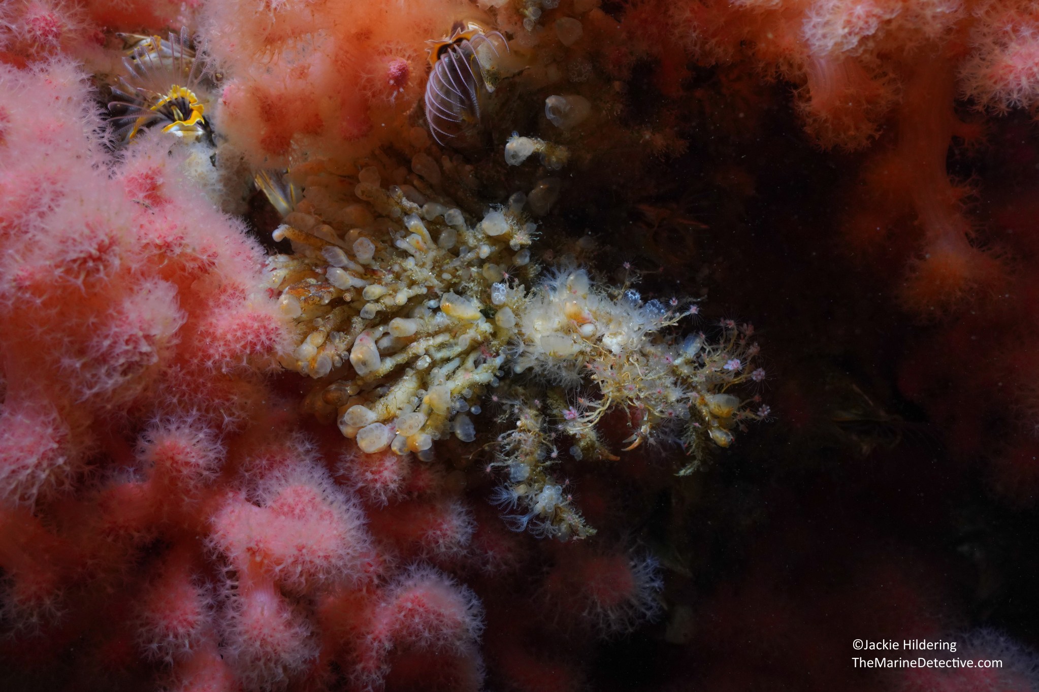 Decorator Crabs! The best-dressed in the NE Pacific Ocean. | The Marine ...