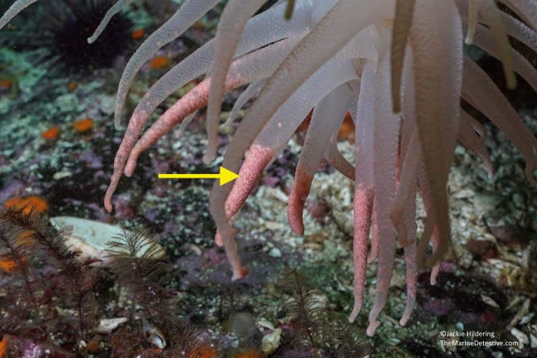 Anemones | The Marine Detective