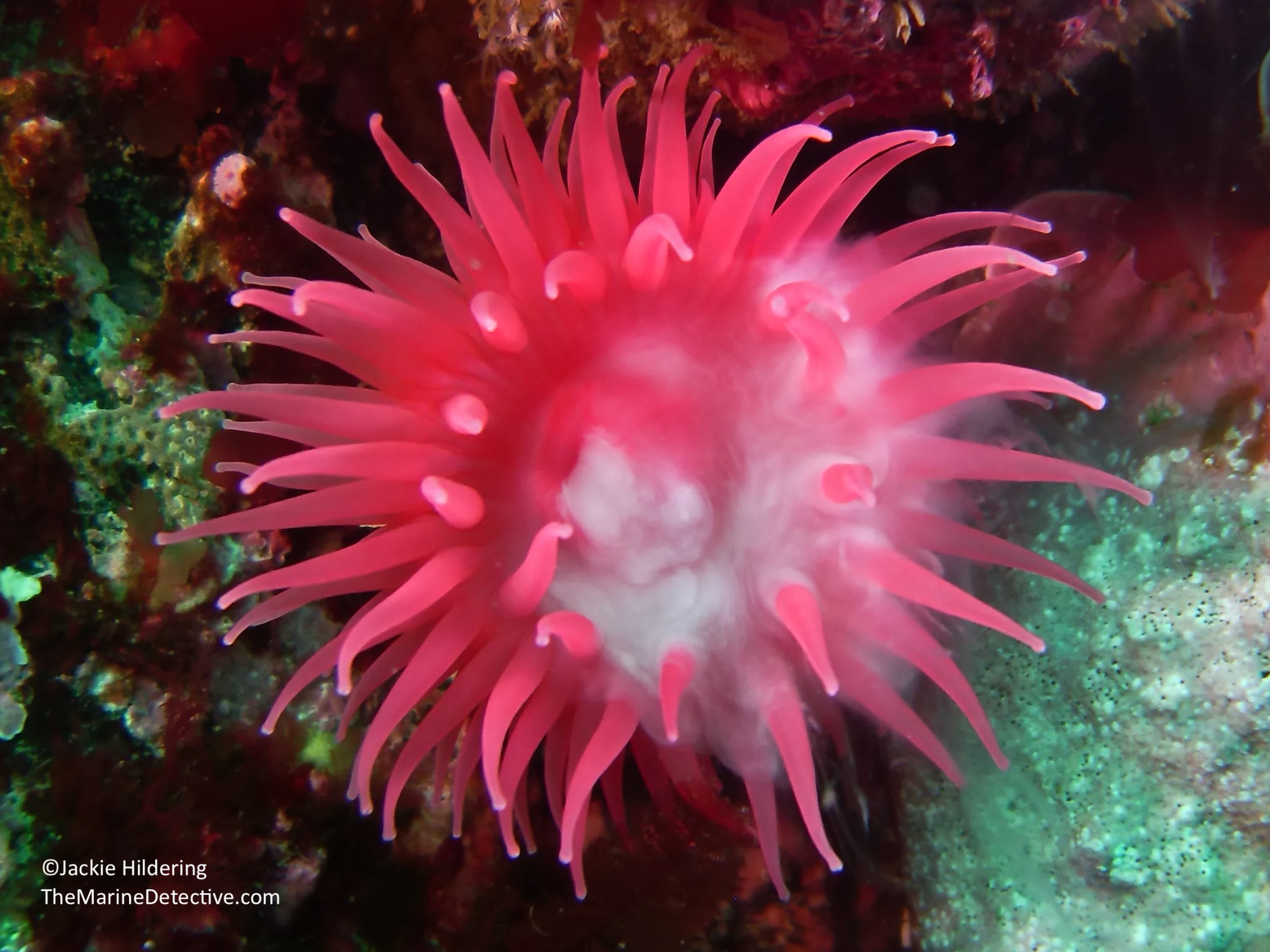 Anemones | The Marine Detective