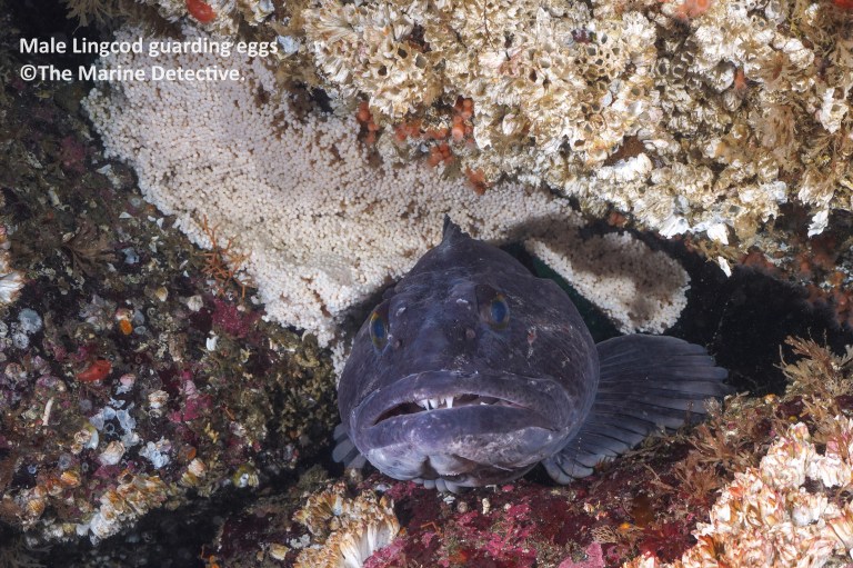 Blog | The Marine Detective