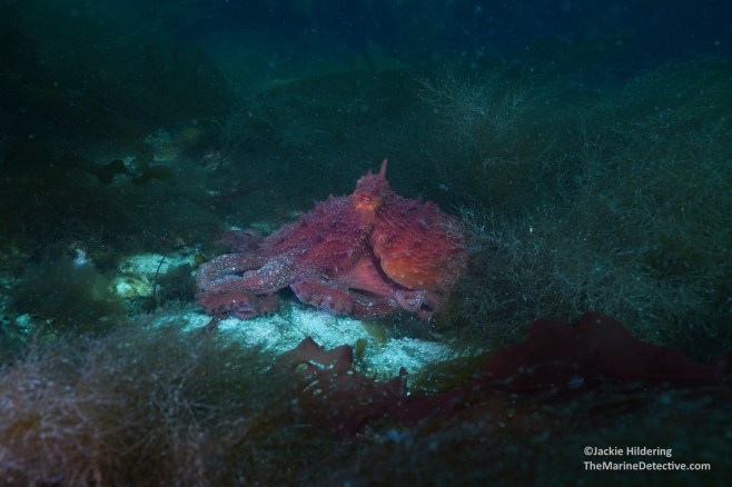 giant pacific octopus | The Marine Detective