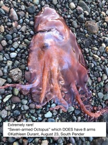 Seven-armed Octopus – but has eight arms! | The Marine Detective