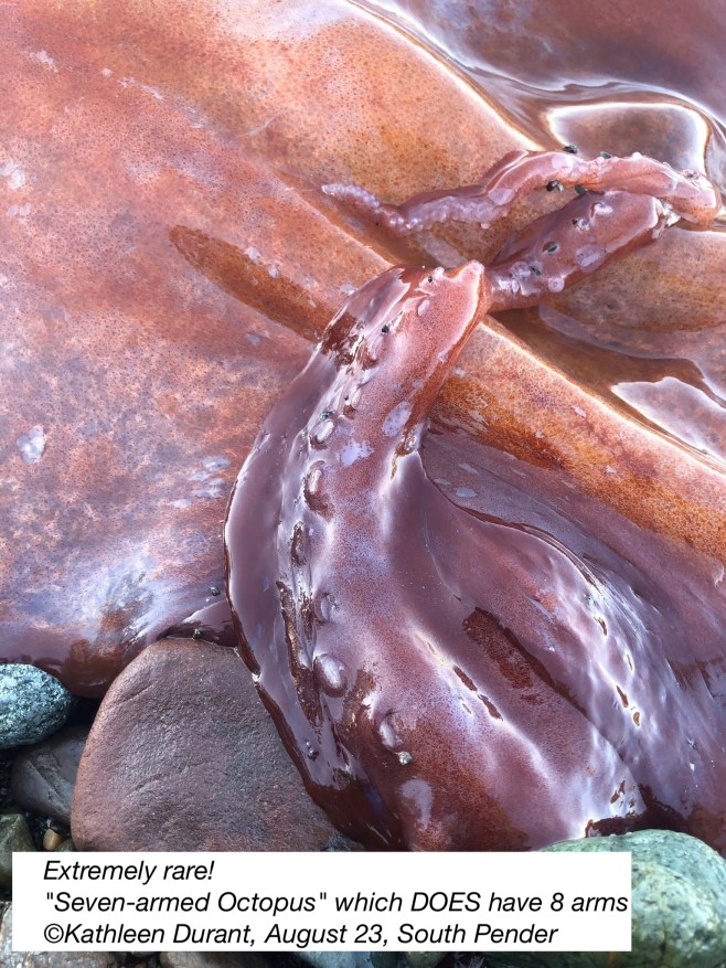 Seven-armed Octopus – but has eight arms! | The Marine Detective