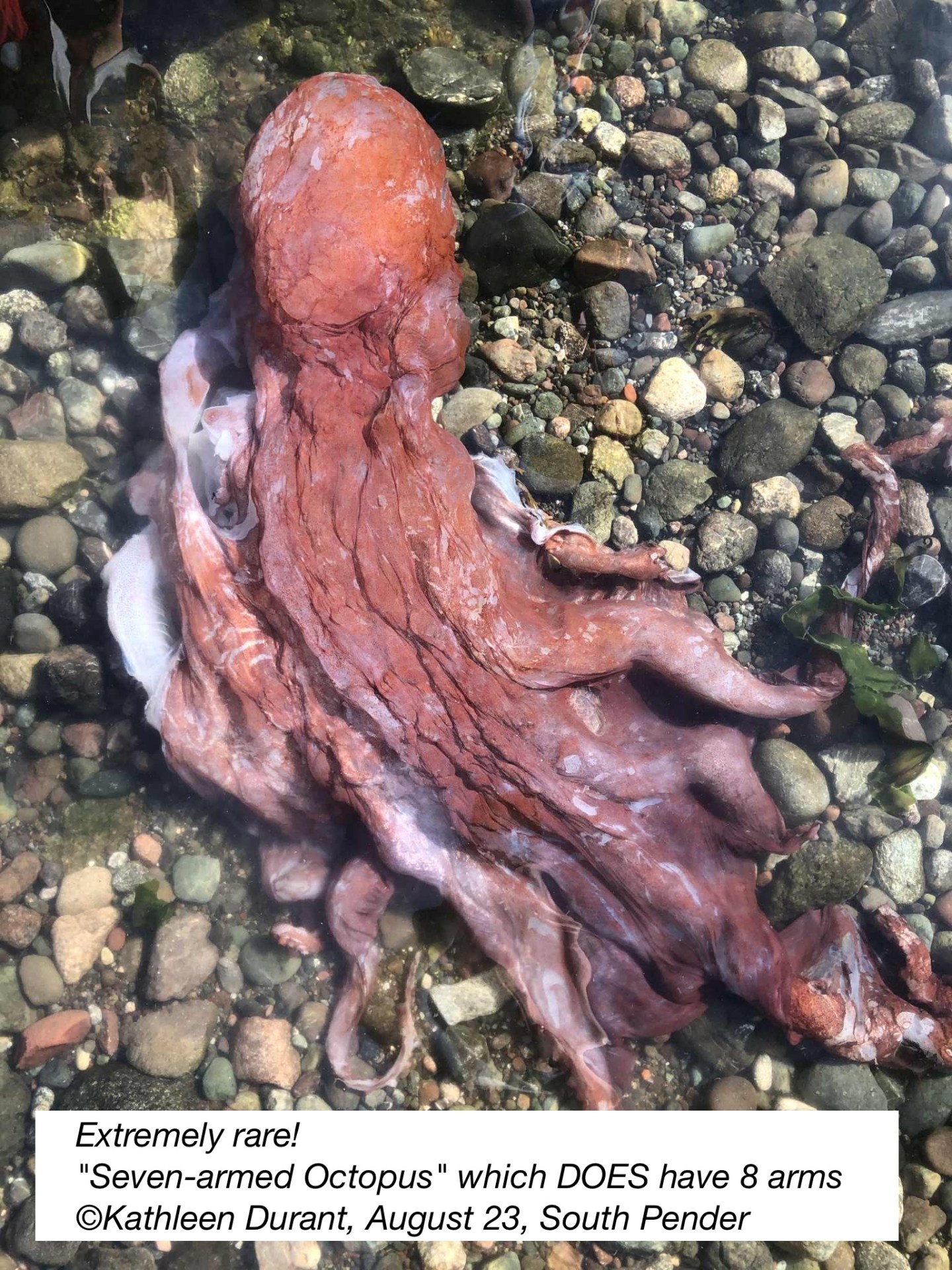 Seven-armed Octopus – but has eight arms! | The Marine Detective