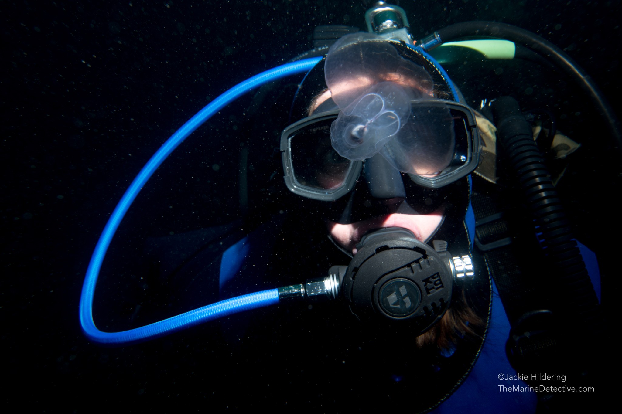 Swimming, Shelled Sea Butterfly – Limacina helicina | The Marine Detective