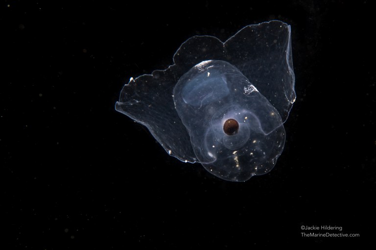 Swimming, Shelled Sea Butterfly – Limacina helicina | The Marine Detective