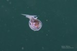 Swimming, Shelled Sea Butterfly – Limacina helicina | The Marine Detective