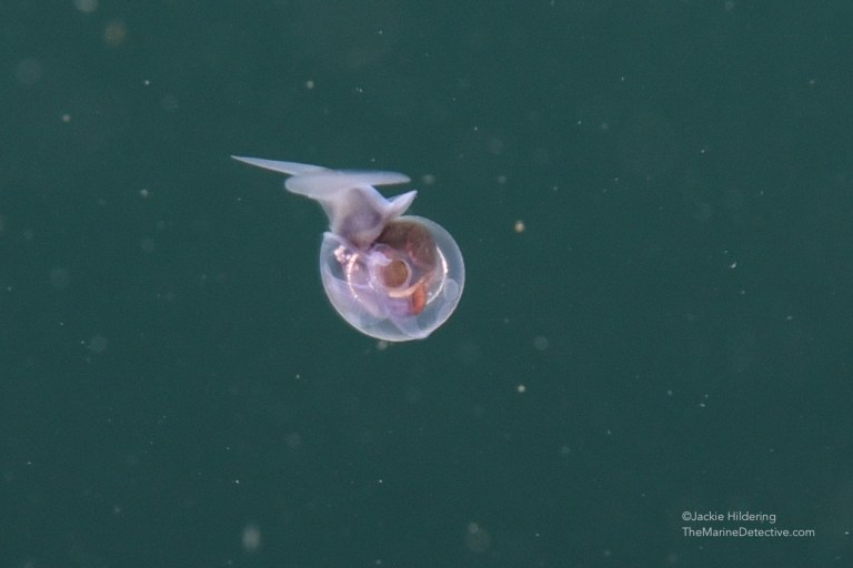 Swimming, Shelled Sea Butterfly – Limacina helicina | The Marine Detective