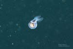 Swimming, Shelled Sea Butterfly – Limacina helicina | The Marine Detective